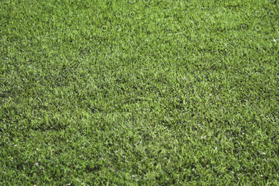 Texture JPEG grass foliage green