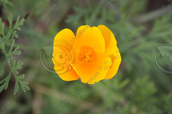 Stock JPEG Flower