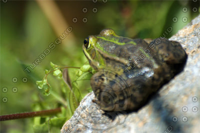 Stock JPEG frog canon amphibian