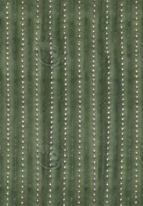Texture JPEG kaktus seamlessly tileable