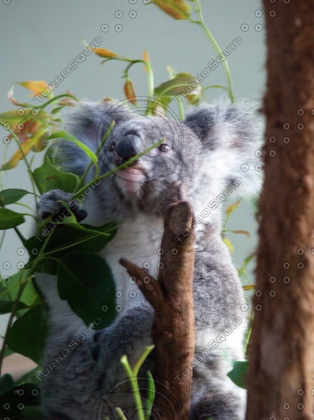 Stock JPEG koala bear building