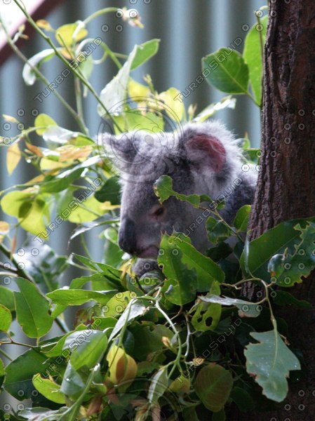 Stock JPEG koala bear building