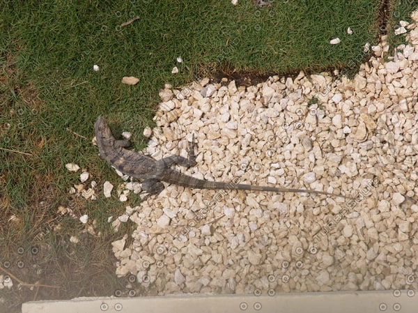 Stock JPEG building street lizard