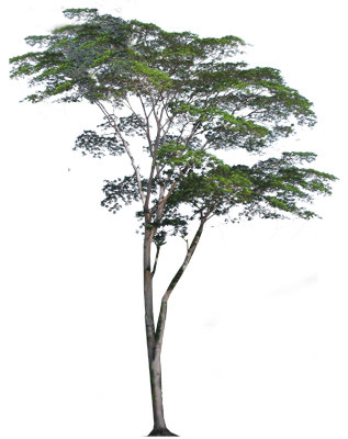 Texture JPEG asia Albizzia Falcata