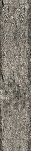 Texture JPEG Bark Tree