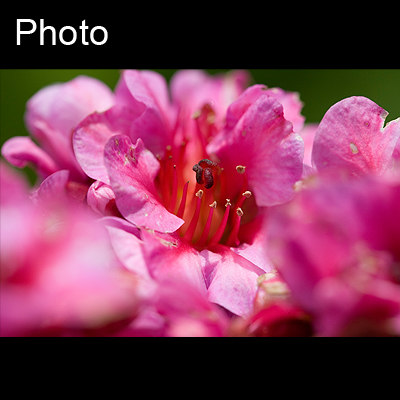 Stock TIFF flower plant macro