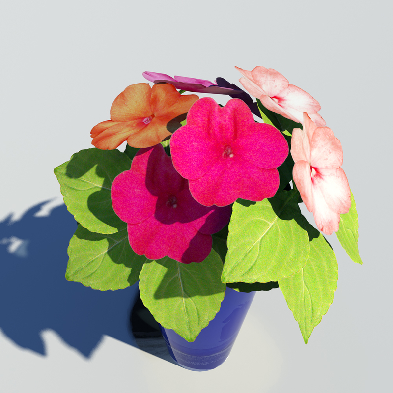 Texture TIFF flower leaf impatien