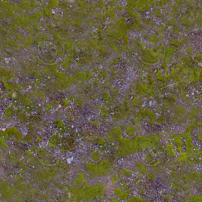 Texture JPEG moss mossy ground
