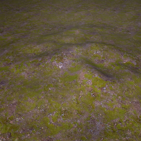 Texture JPEG moss mossy ground