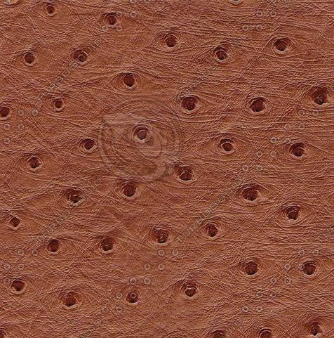 Texture JPEG leather ostrich animal