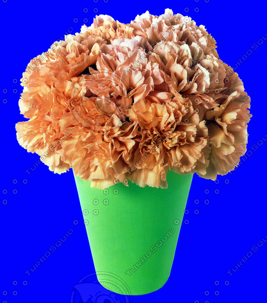 Texture JPEG Plant 3D Studio