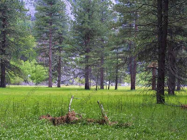 Stock JPEG Trees tree landscape