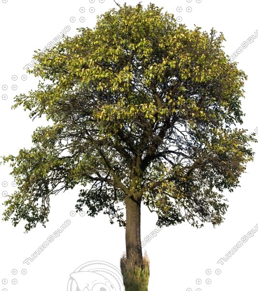 Texture PNG tree photo transparent