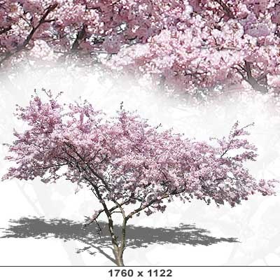 Texture Photoshop plants flower bush