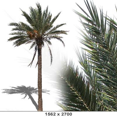 Texture Photoshop palm tree exteriors