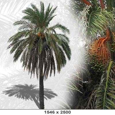 Texture Photoshop palm tree exteriors