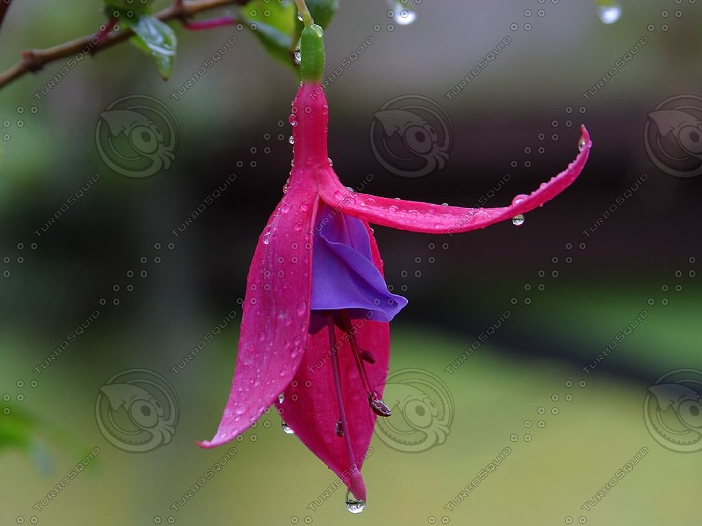 Stock JPEG flower orchid lilly