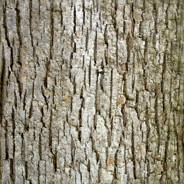 Texture Windows Bitmap Bark Wood Tree