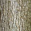 Texture Windows Bitmap Bark Wood Tree