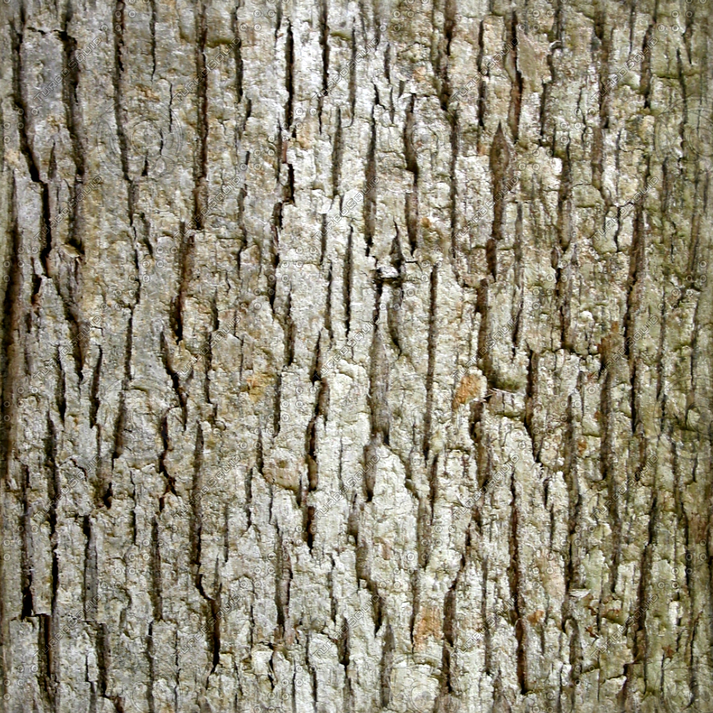 Texture Windows Bitmap Bark Wood Tree