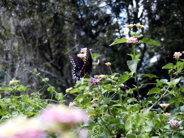 Stock JPEG Butterfly