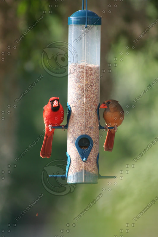 Stock JPEG cardinals feeding red