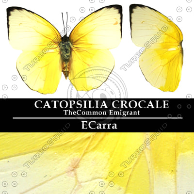 Stock JPEG Catopsilia Crocale butterfly