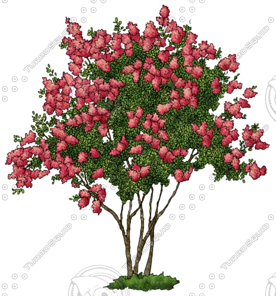 Texture PNG textures flowering trees