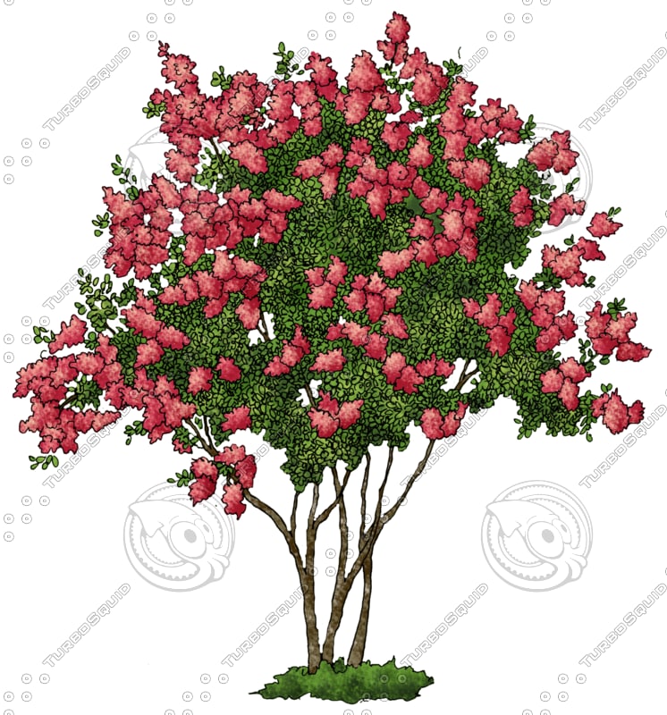 Texture PNG textures flowering trees
