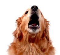 Sound WAV dog bark effect