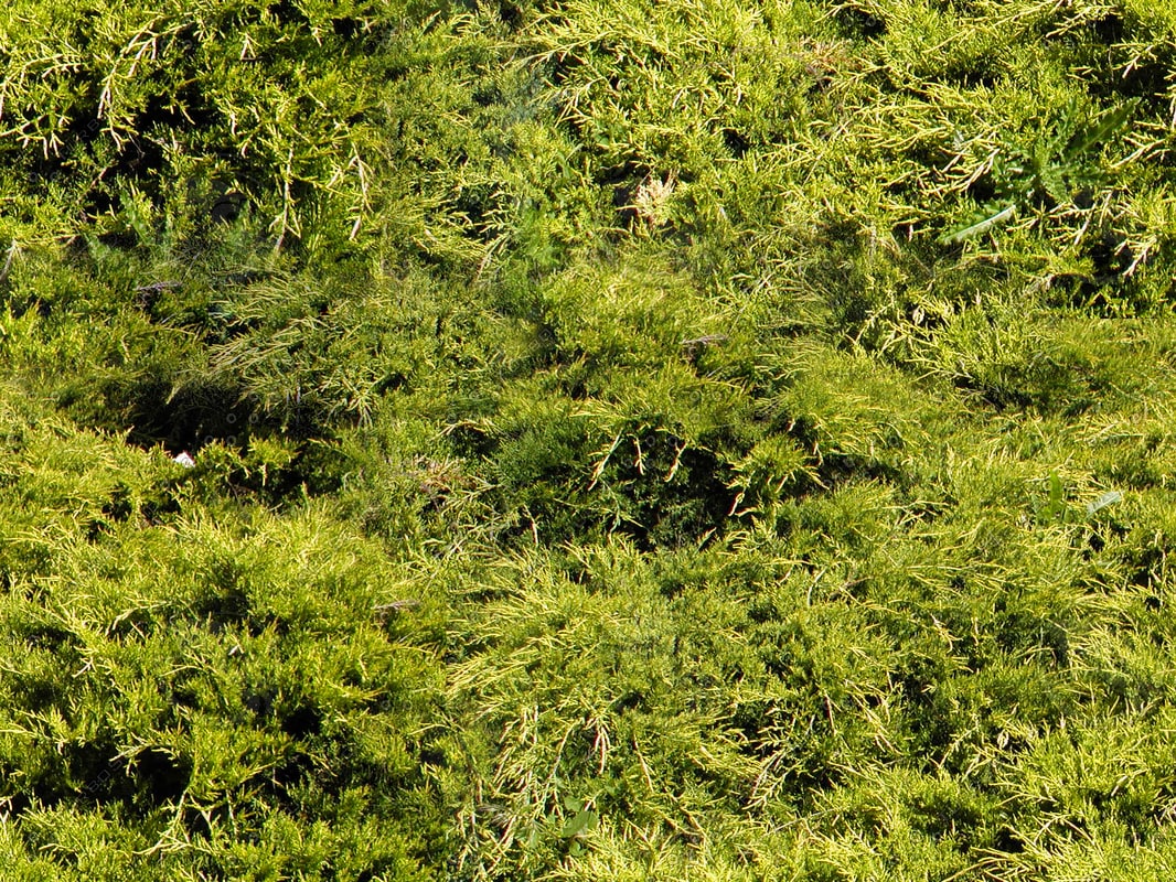 Texture Windows Bitmap foliage flora bush