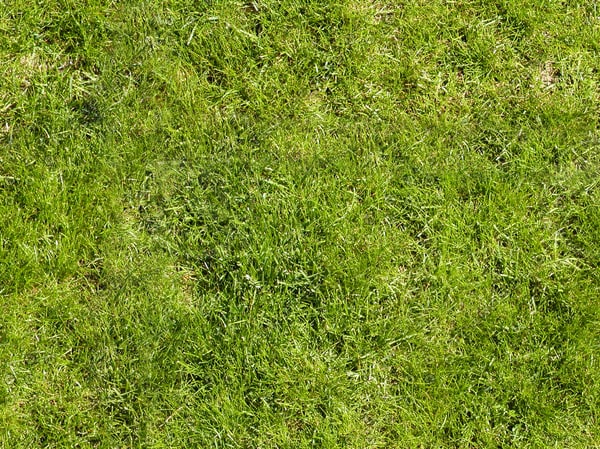 Texture Windows Bitmap foliage flora bush