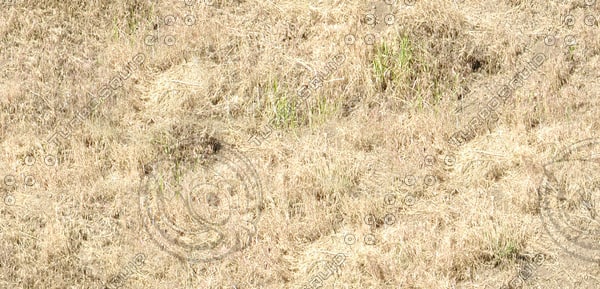 Texture Windows Bitmap foliage flora bush