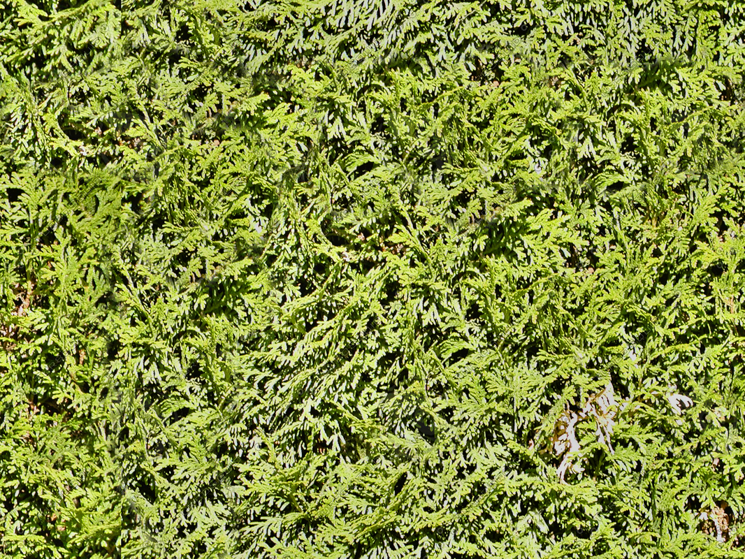 Texture Windows Bitmap foliage flora bush