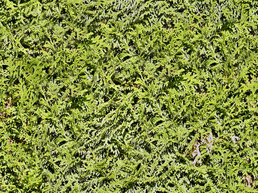 Texture Windows Bitmap foliage flora bush