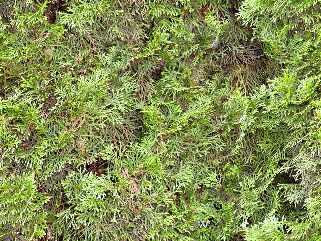 Texture Windows Bitmap foliage flora bush