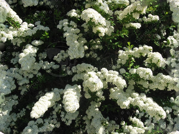 Texture Windows Bitmap foliage flora bush