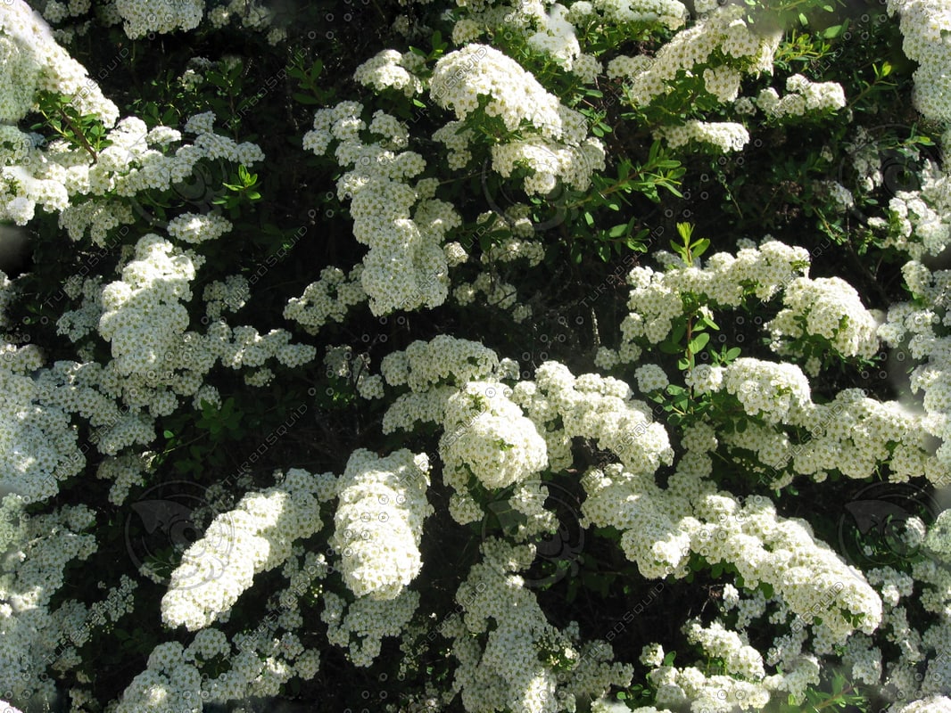 Texture Windows Bitmap foliage flora bush