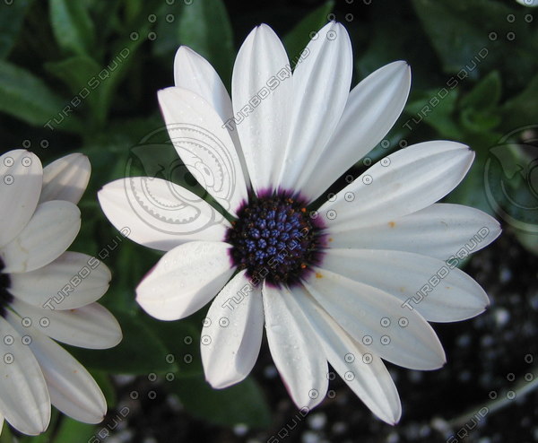 Stock JPEG flowers flower
