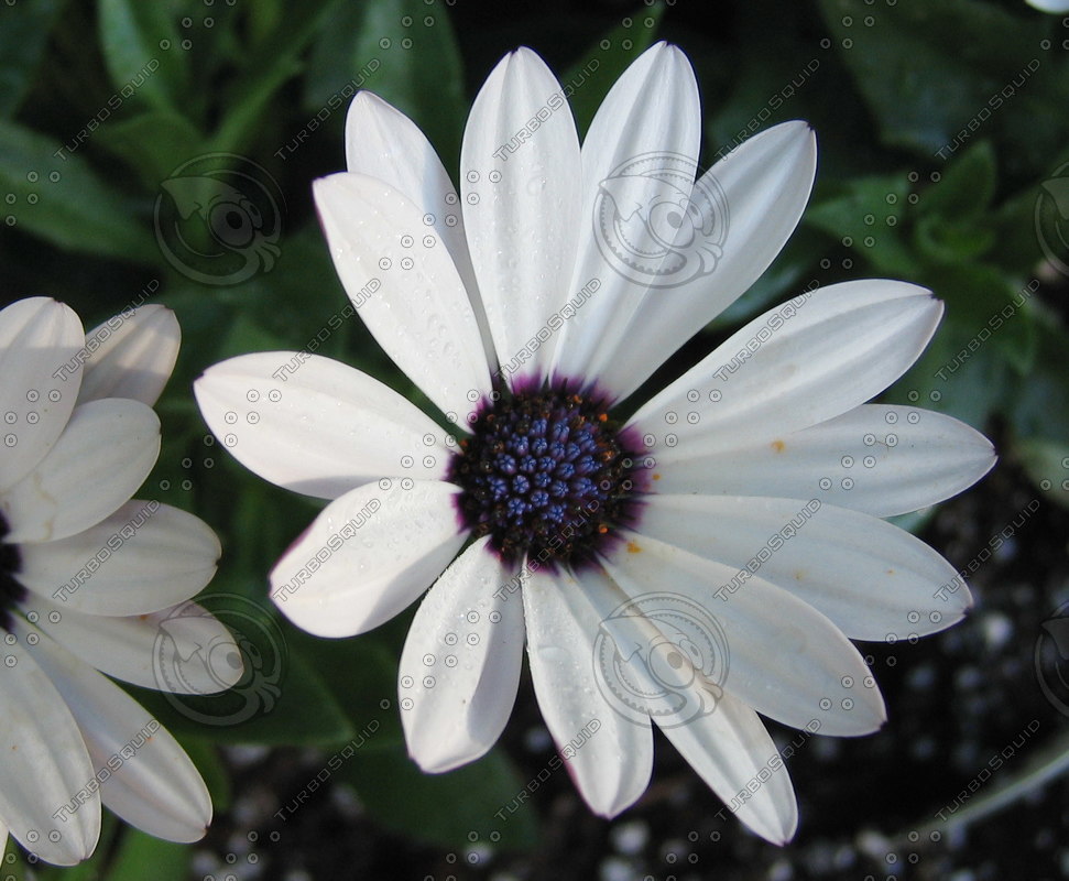 Stock JPEG flowers flower