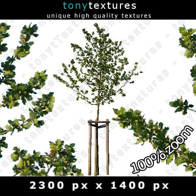 Texture JPEG Tree Summer Green