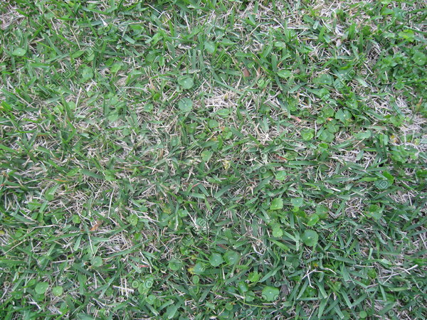 Texture JPEG grass ground