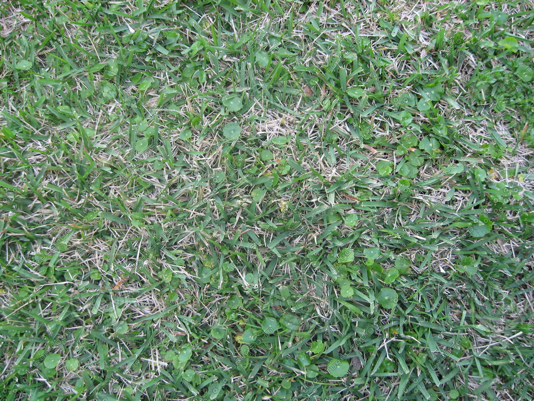 Texture JPEG grass ground