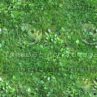 Texture JPEG grass texture grass2