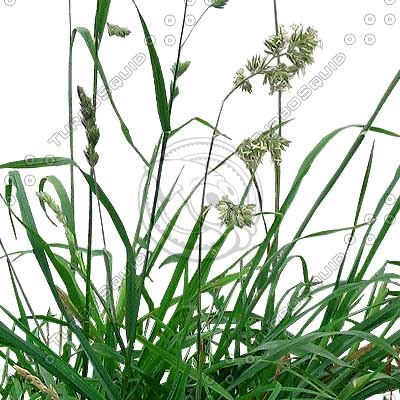Texture Targa grass trees bush