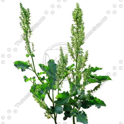 Texture Targa grass trees bush