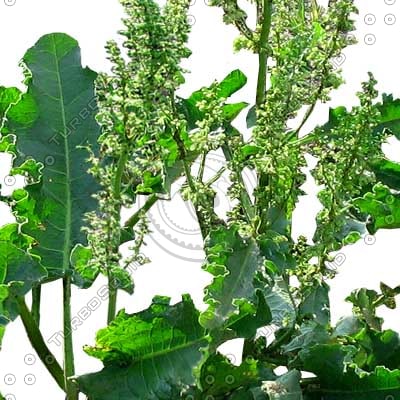 Texture Targa grass trees bush