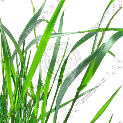 Texture Targa grass trees bush