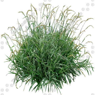 Texture Targa grass trees bush