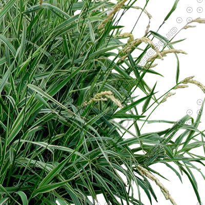 Texture Targa grass trees bush